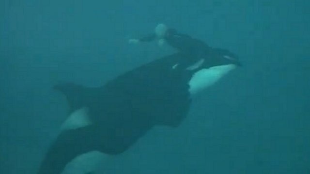 Killer Whale Eats Man Seaworld
