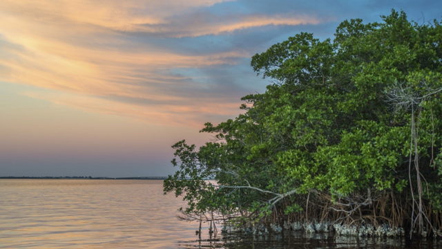 Florida mangroves can reduce flooding and insurance costs, new study shows