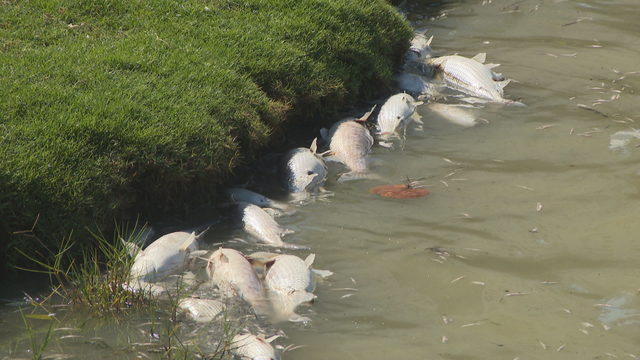 Dead Fish Lake Camp Florida