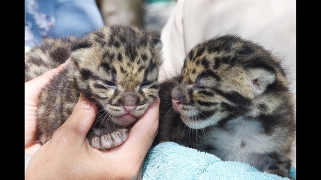 Clouded Leopard Mother And Cubs
