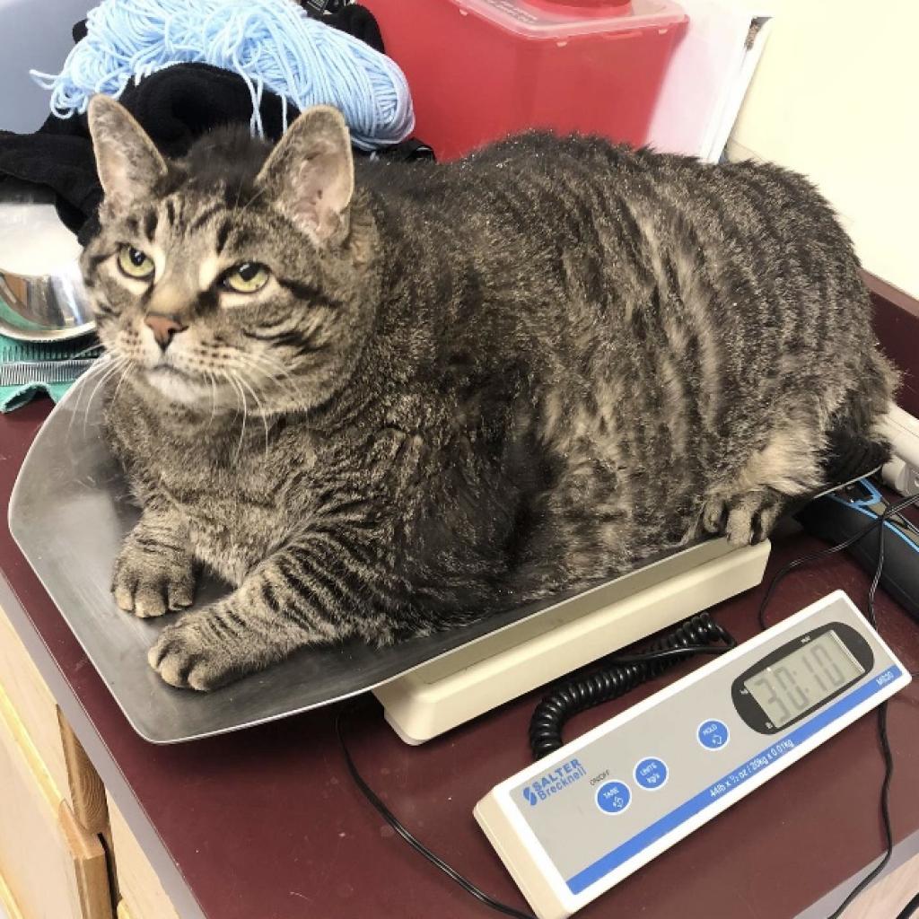 Cats In The Pound