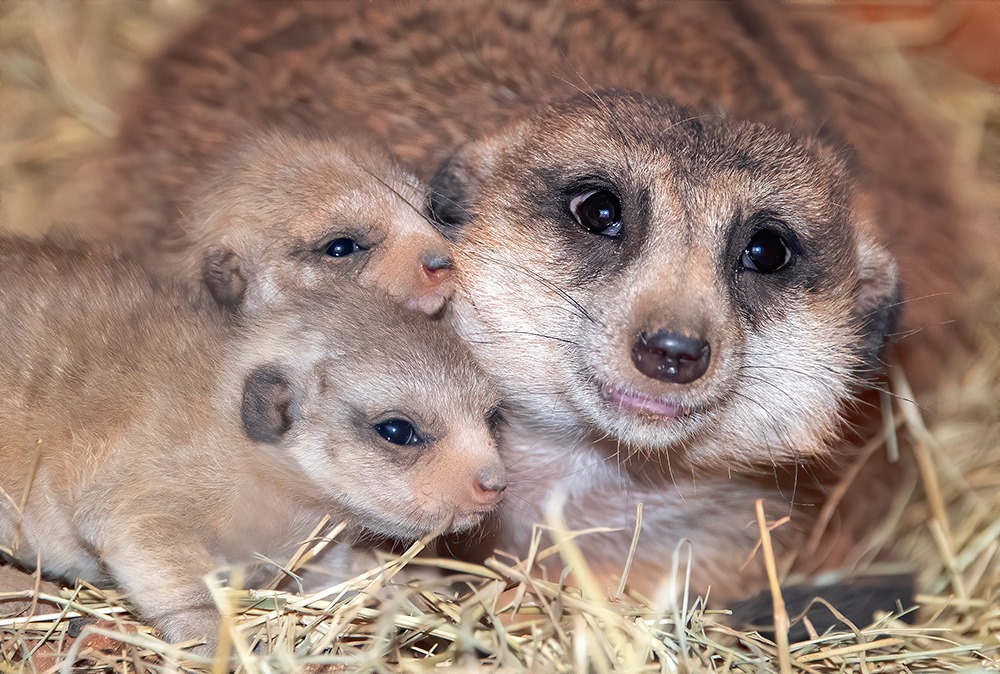 Adorable Alert! Zoo Miami welcomes first meerkat pups