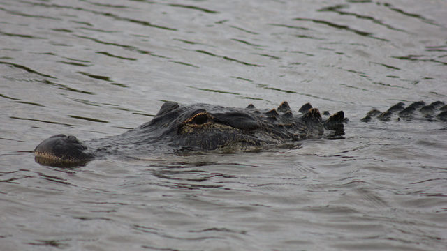 Gilo River Crocodiles