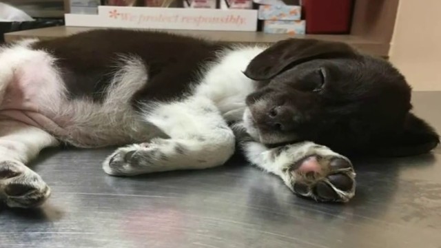 Can A Dog Test Positive For Parvo And Not Have It